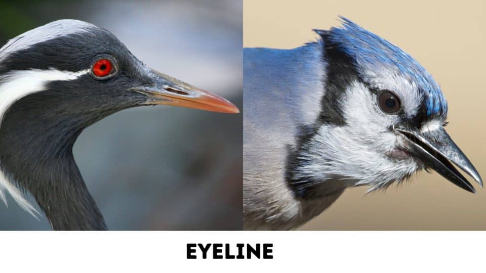 Birdwatching Terms