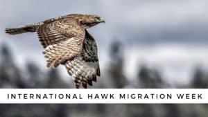 International Hawk Migration Week: A Celebration of These Majestic Birds