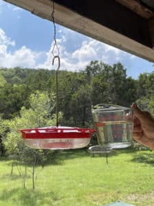 How to Prevent Mold in Hummingbird Feeder