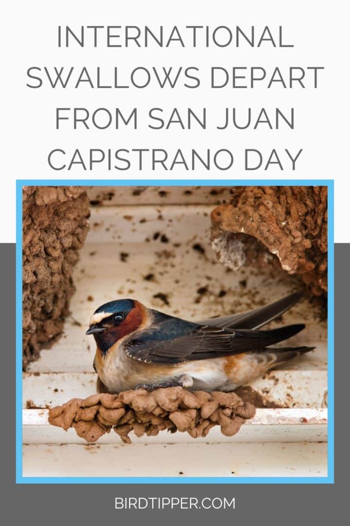 Return of the Swallows Celebration Day & International Swallows Depart ...