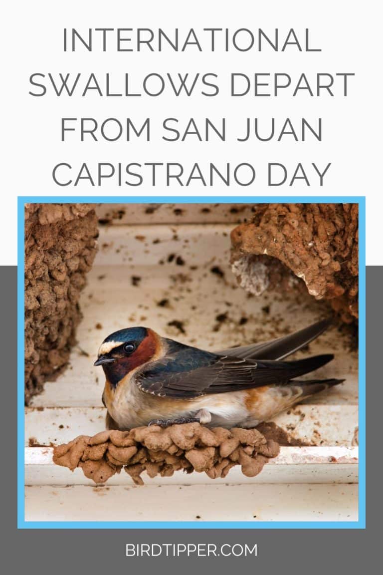 Return of the Swallows Celebration Day & International Swallows Depart ...