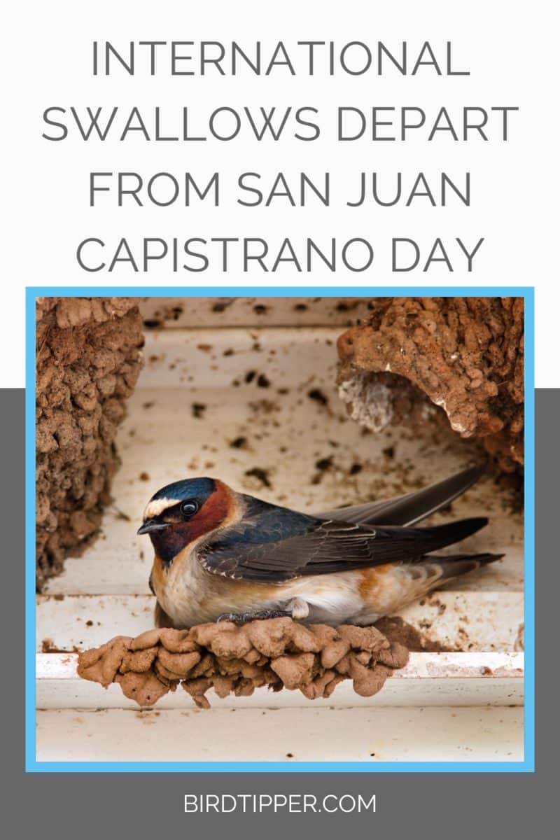 Return of the Swallows Celebration Day & International Swallows Depart ...
