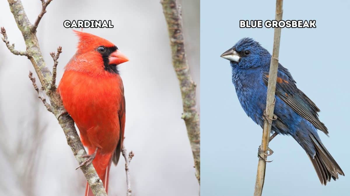 Are There Blue Cardinals?