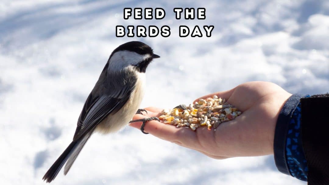 Feed the Birds Day