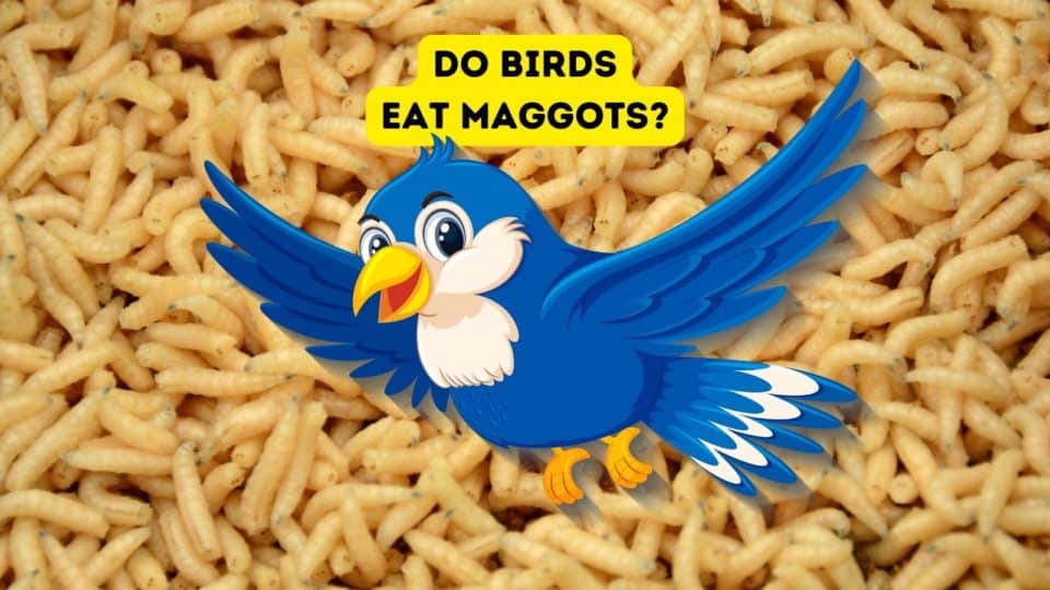 Can Birds Eat Crackers?