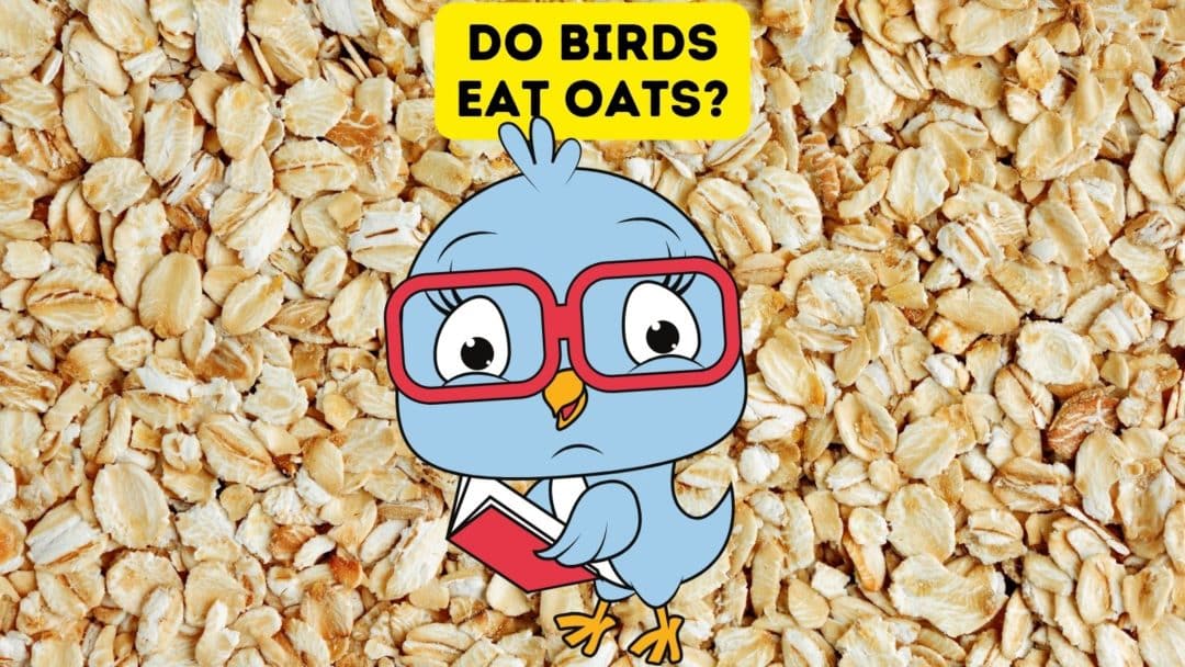 Do Birds Eat Barley?