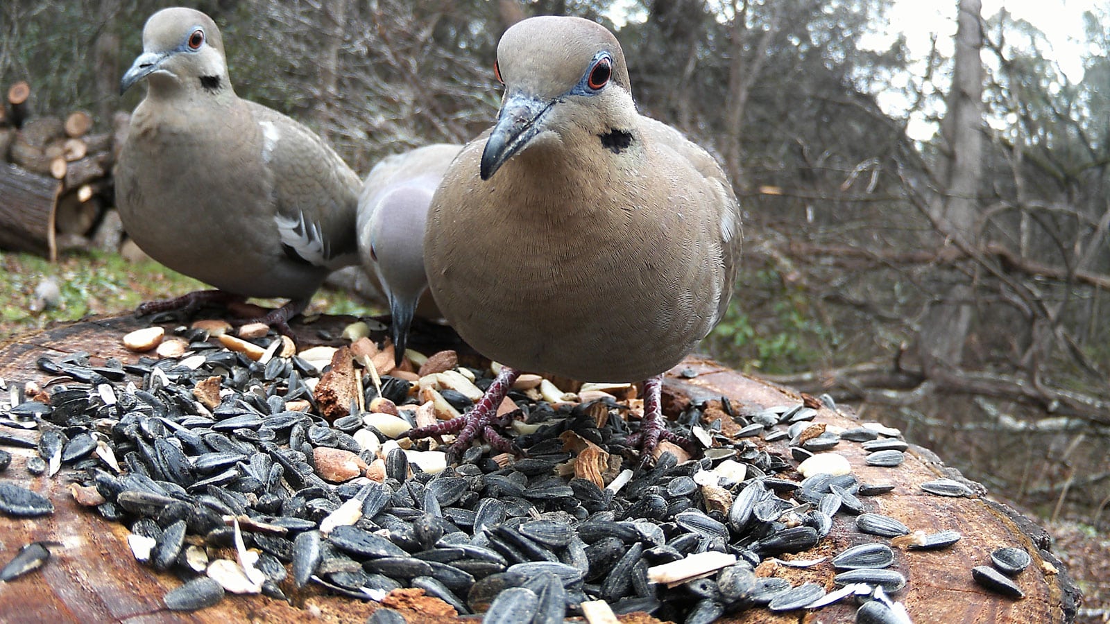 What is the Best Wild Bird Seed to Buy?