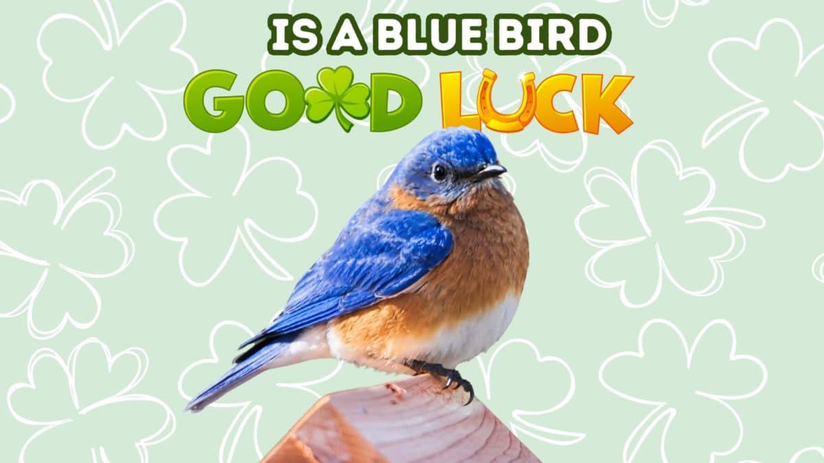 Is a Blue Bird Good Luck?