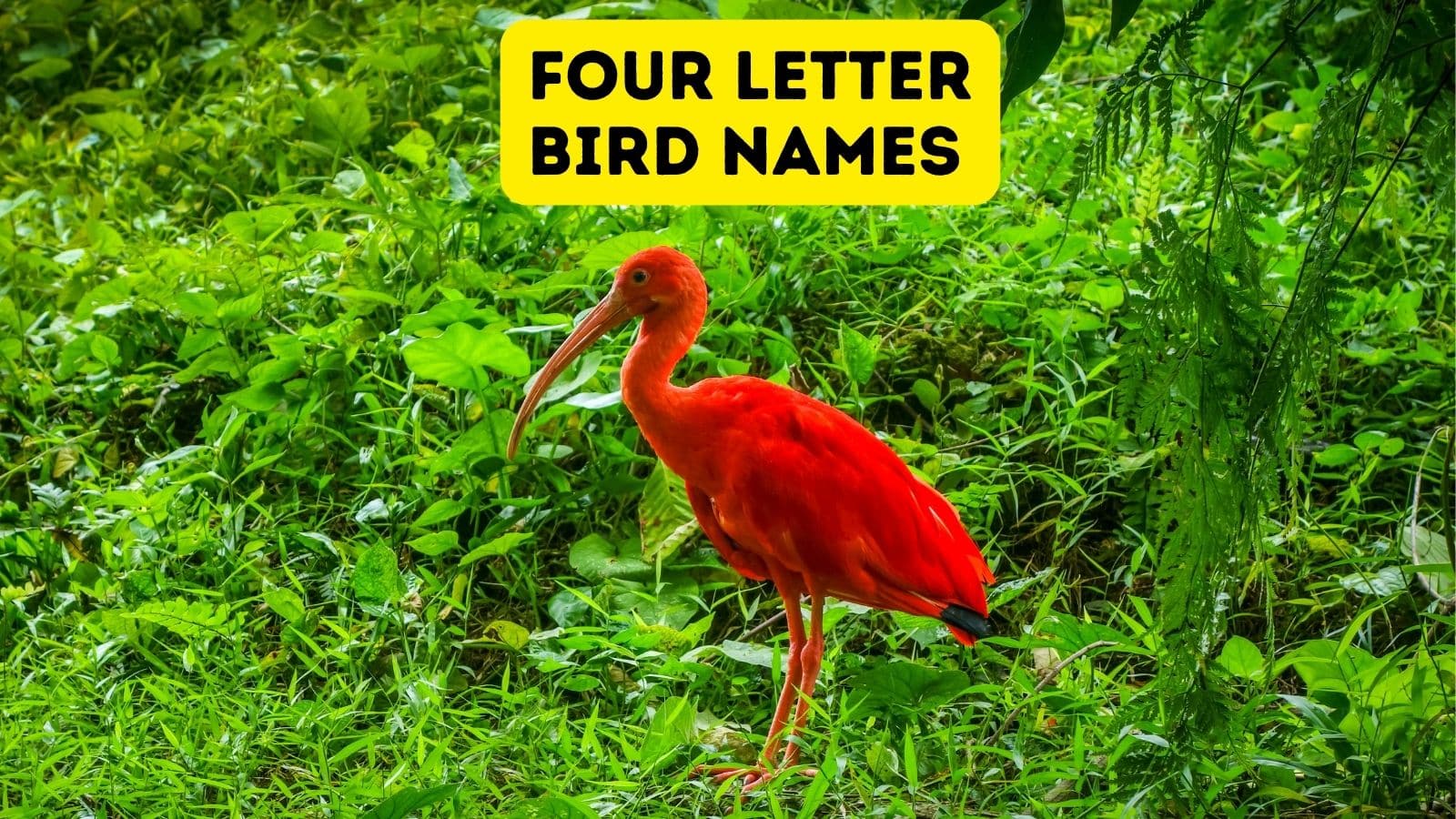 Five Letter Bird Names