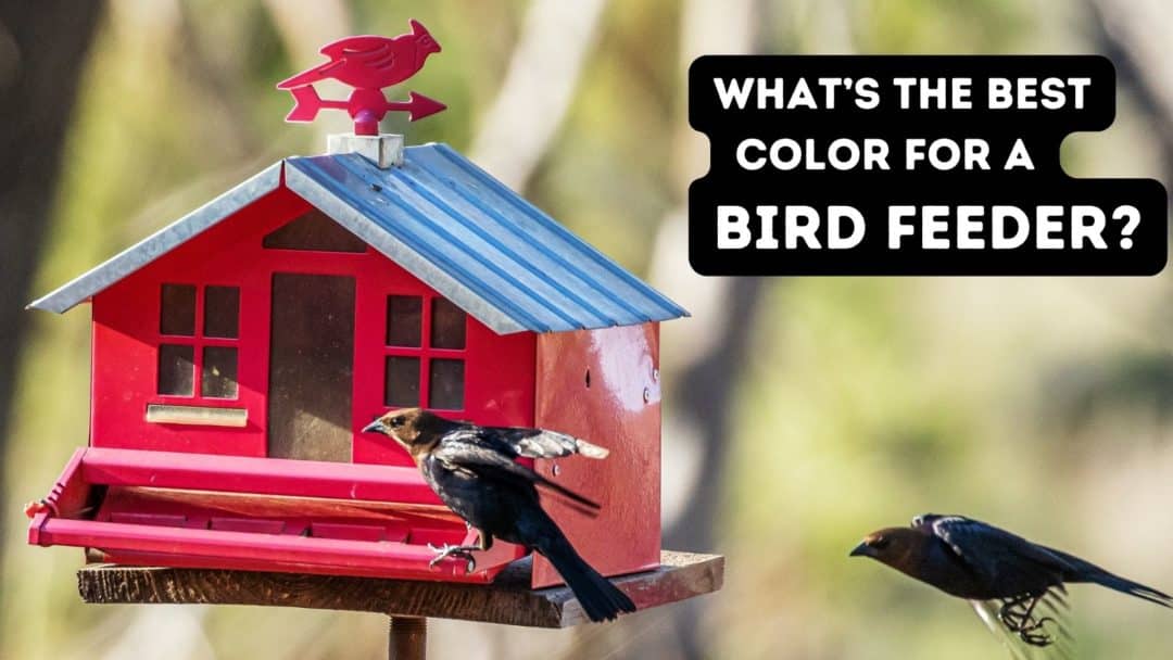 What Color Bird Feeder Attracts the Most Birds?