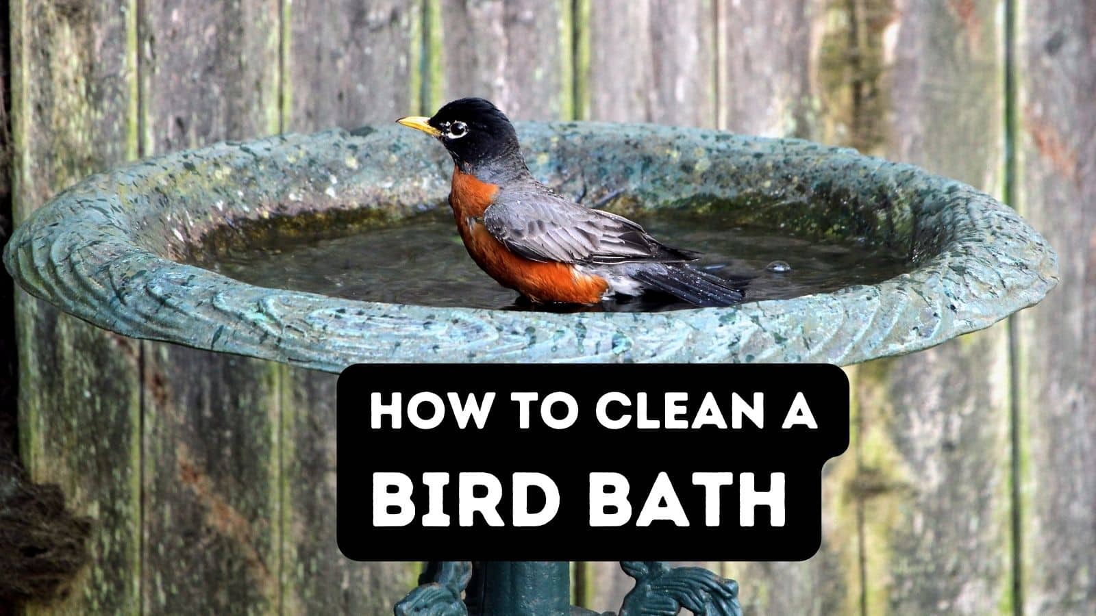 What is the Best Way to Clean a Bird Bath?