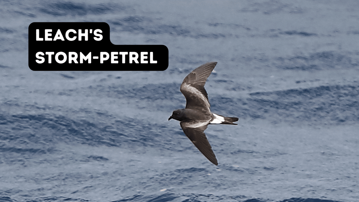7 Birds Named After Famous People