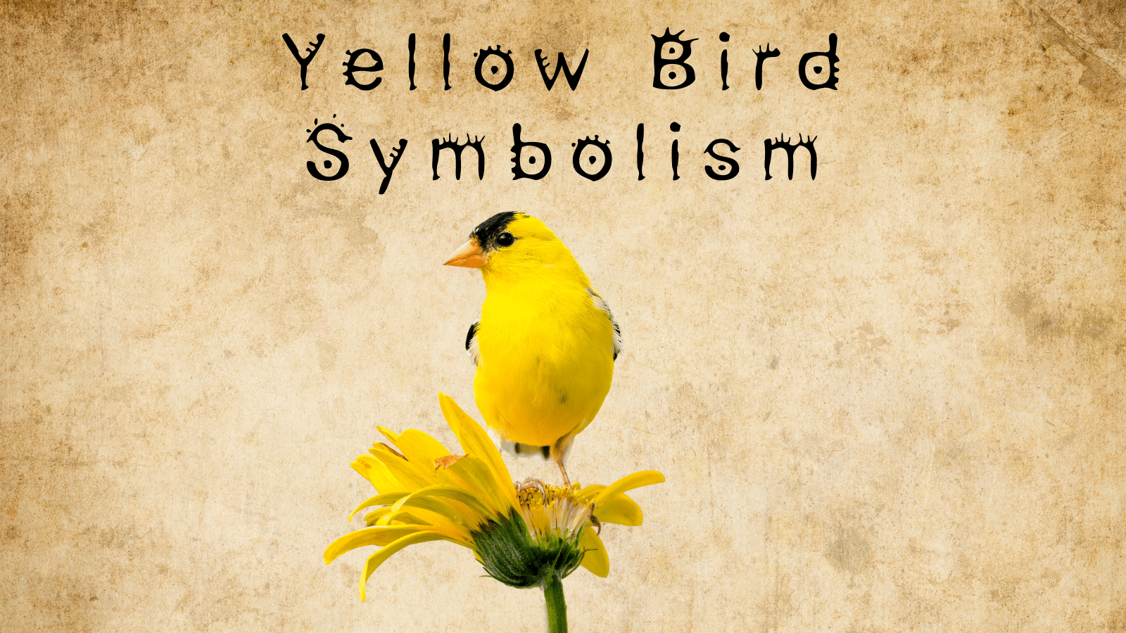 7 Letter Bird Names