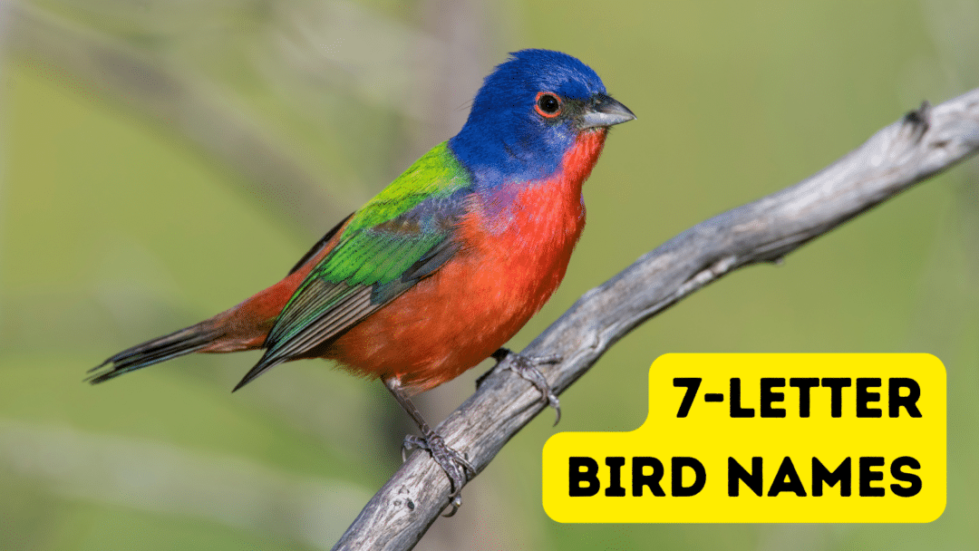 8 Letter Bird Names
