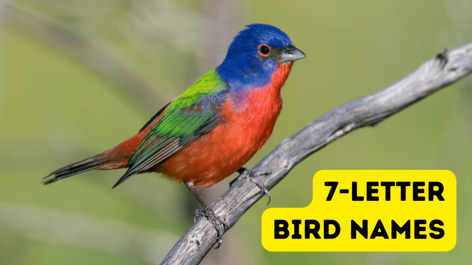 8 Letter Bird Names