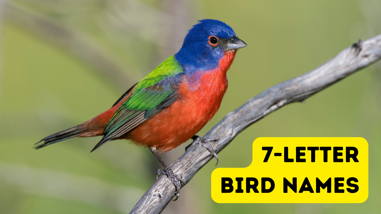 8 Letter Bird Names