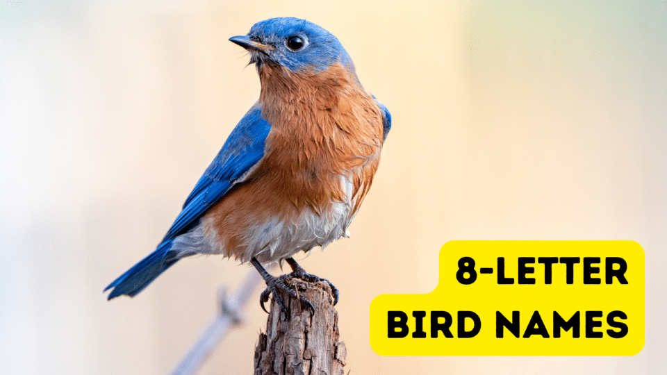 Six Letter Bird Names