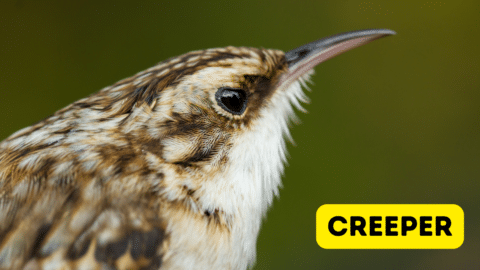 7 Letter Bird Names